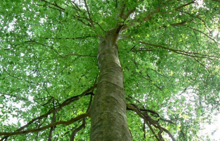 Join the Geauga Park District for a Presentation on Beech Leaf Disease ...