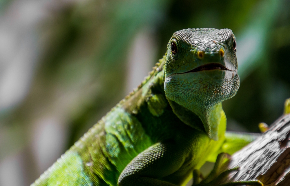 Encounter your Snake, Turtle and Lizard Neighbors at Reptile Day at The ...