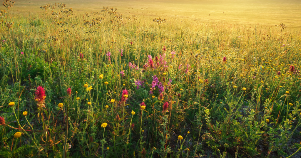 LANDSCAPING FOR WILDLIFE - Take a “meadow meander,” then learn how to ...