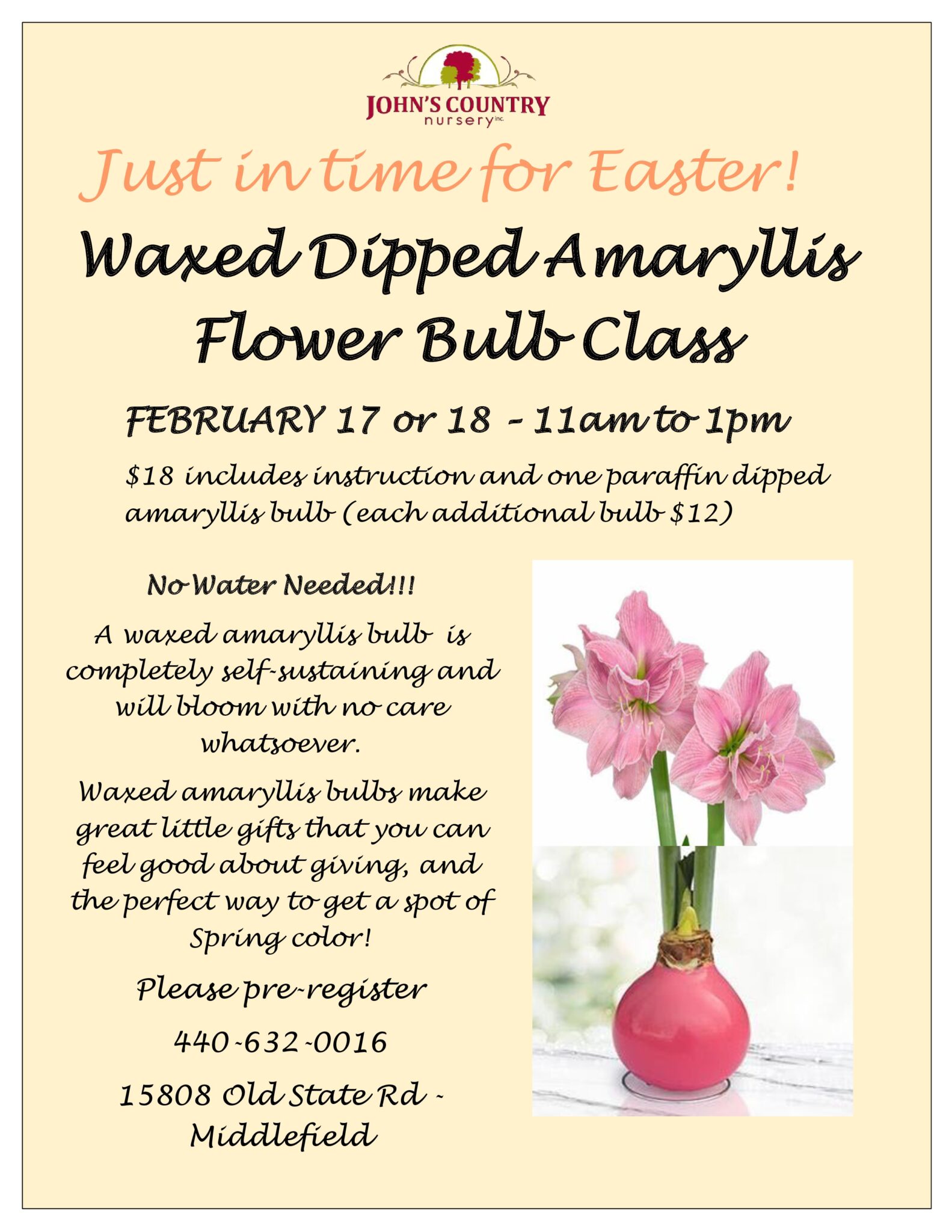 Wax Dipped Amaryllis Bulbs - Geauga News